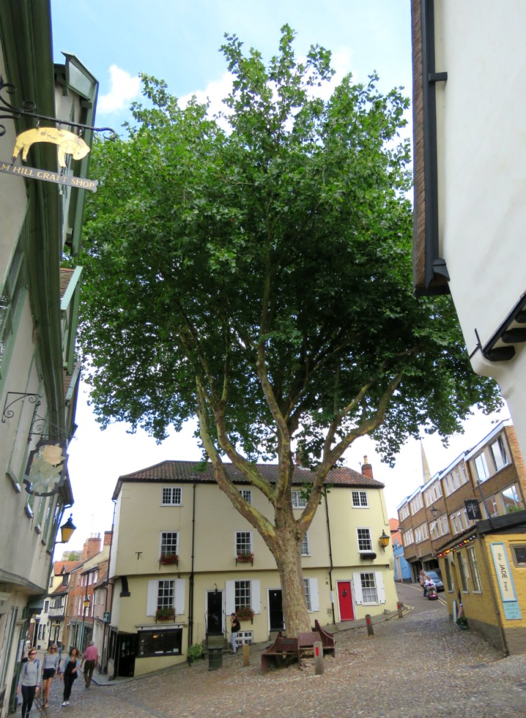 Norwich: City of Trees | COLONEL UNTHANK'S NORWICH
